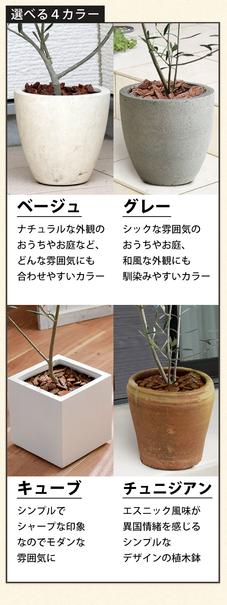 シンボルツリー 鶴亀園オリーブ＆デザイン鉢 | フラワーマーケット花由公式サイト